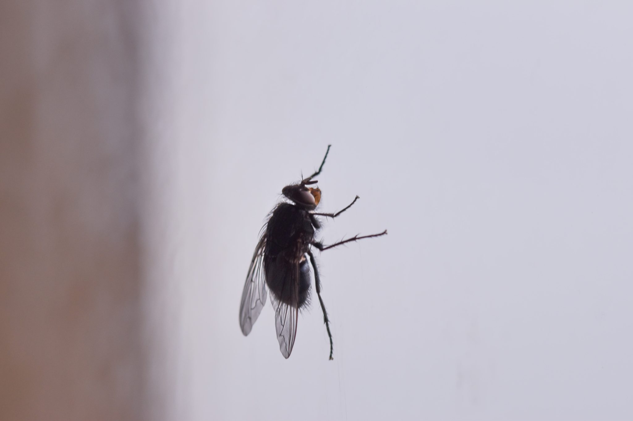 Comprehensive Guide on Dealing with Cluster Flies | NW Maids